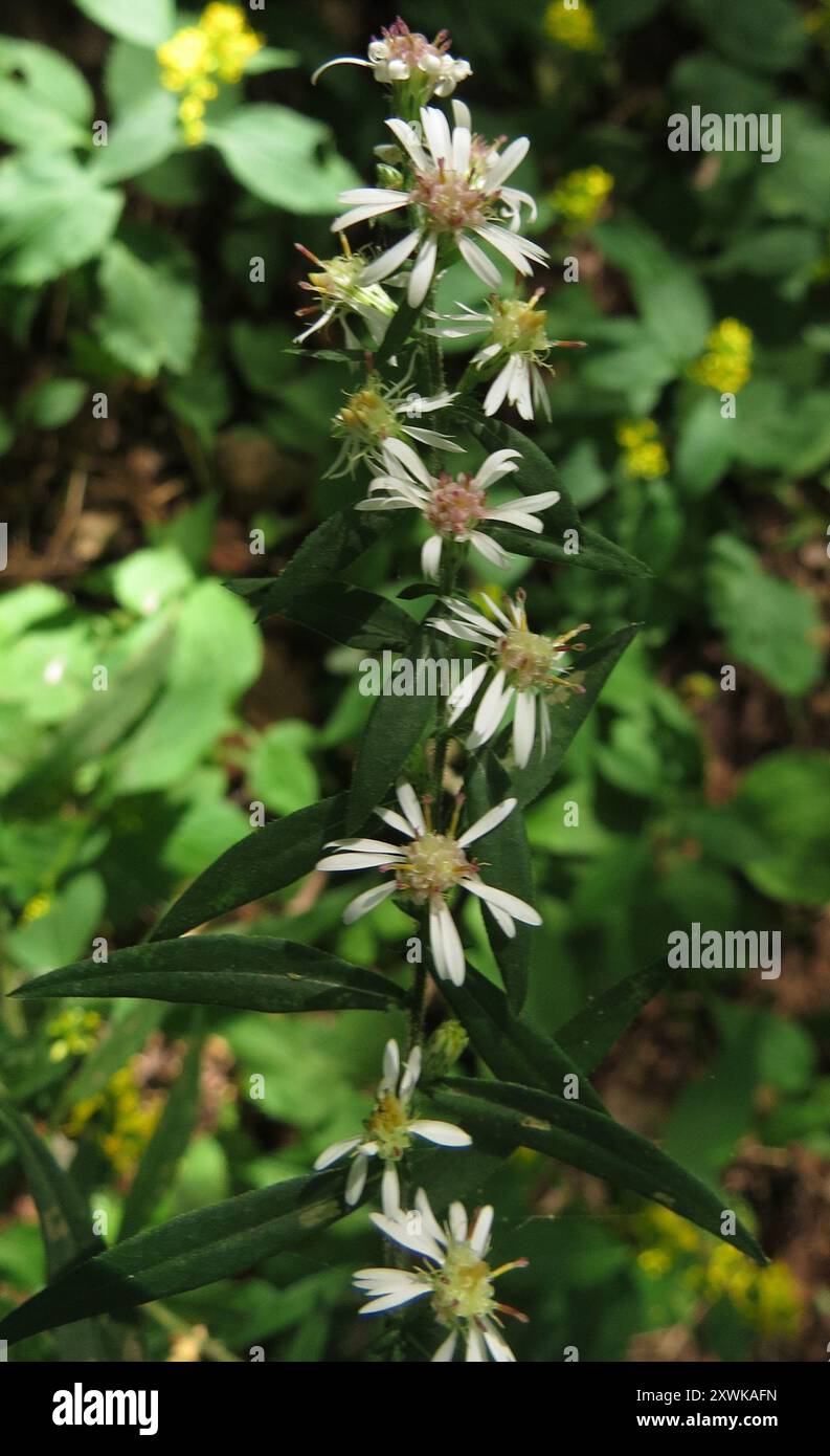 calico aster (Symphyotrichum lateriflorum) Plantae Stock Photo - Alamy