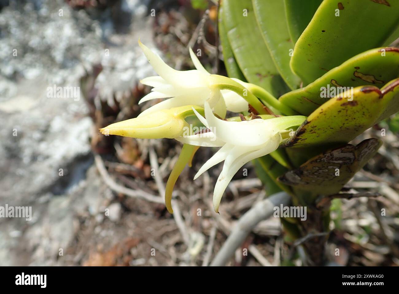 (Cyrtorchis arcuata arcuata) Plantae Stock Photo - Alamy