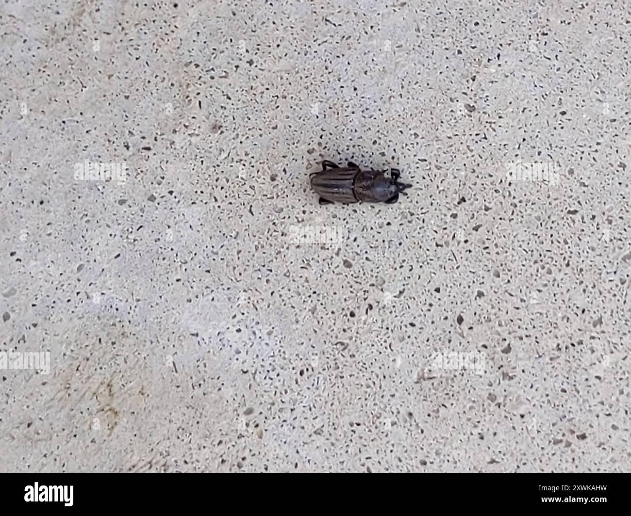 Billbug Weevils (Sphenophorus) Insecta Stock Photo - Alamy