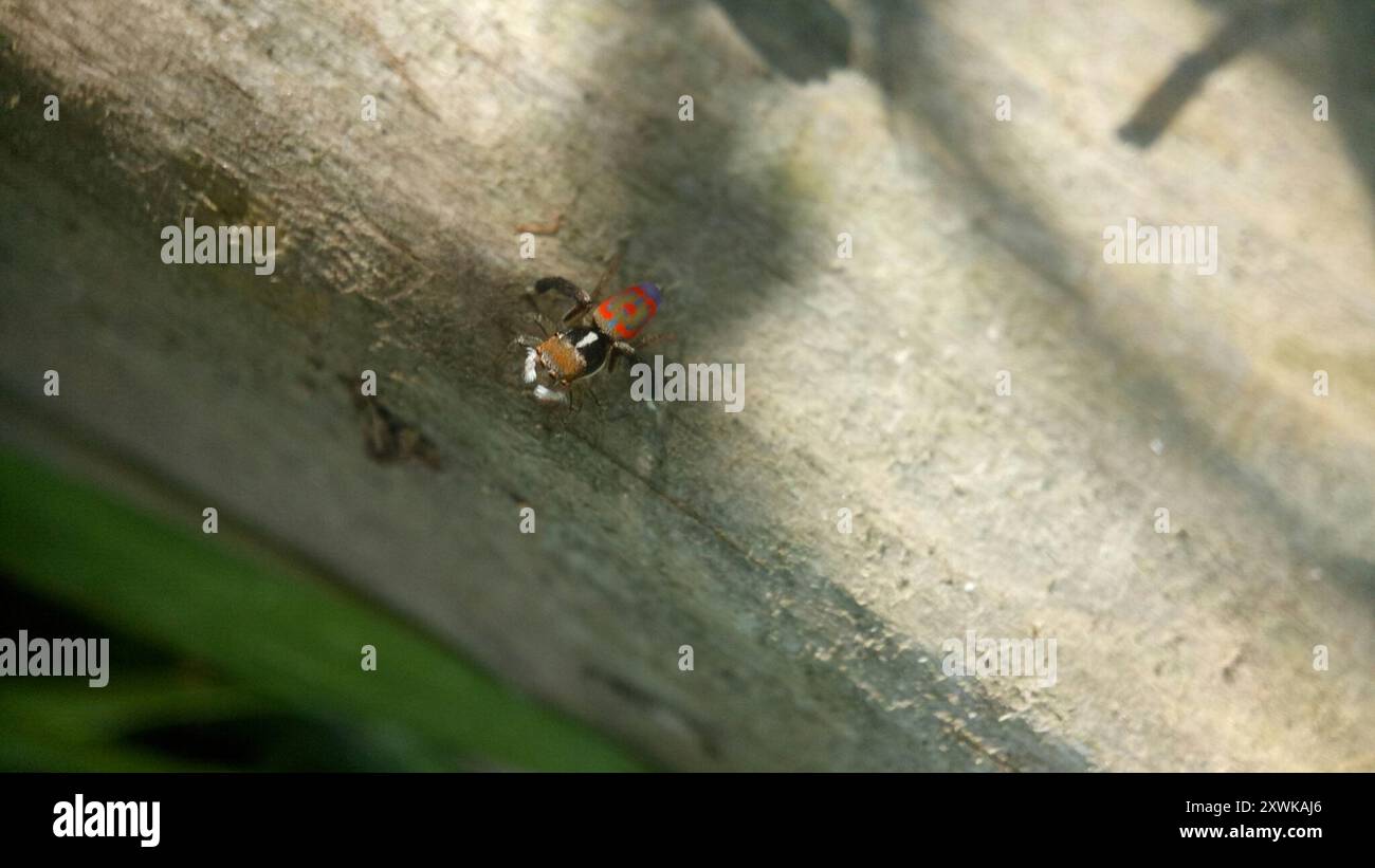 Common Peacock Spider (Maratus pavonis) Arachnida Stock Photo - Alamy