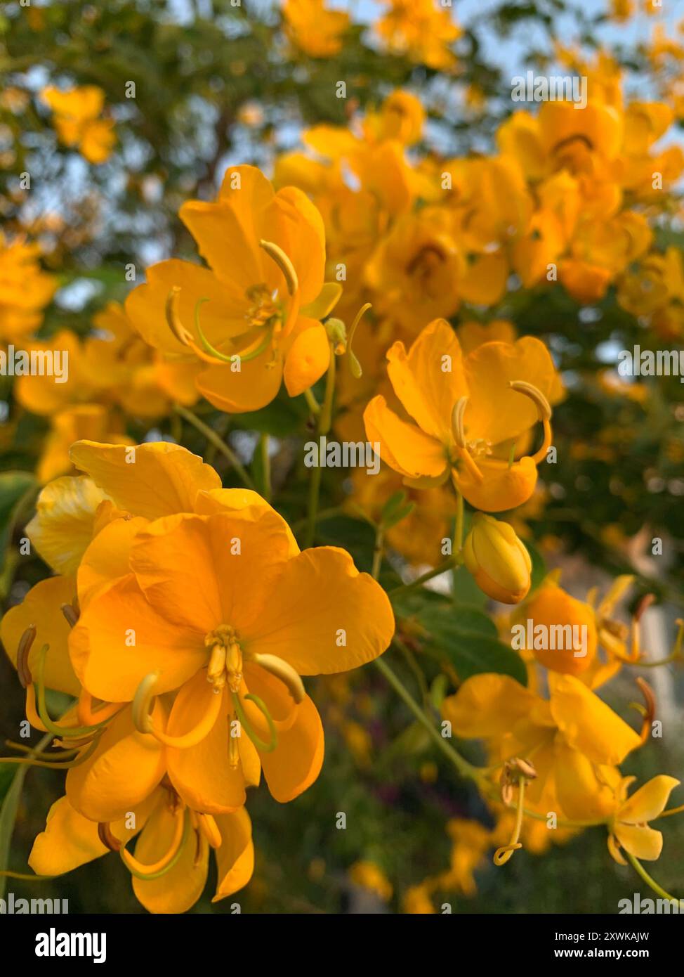 Christmas Senna (Senna pendula) Plantae Stock Photo - Alamy