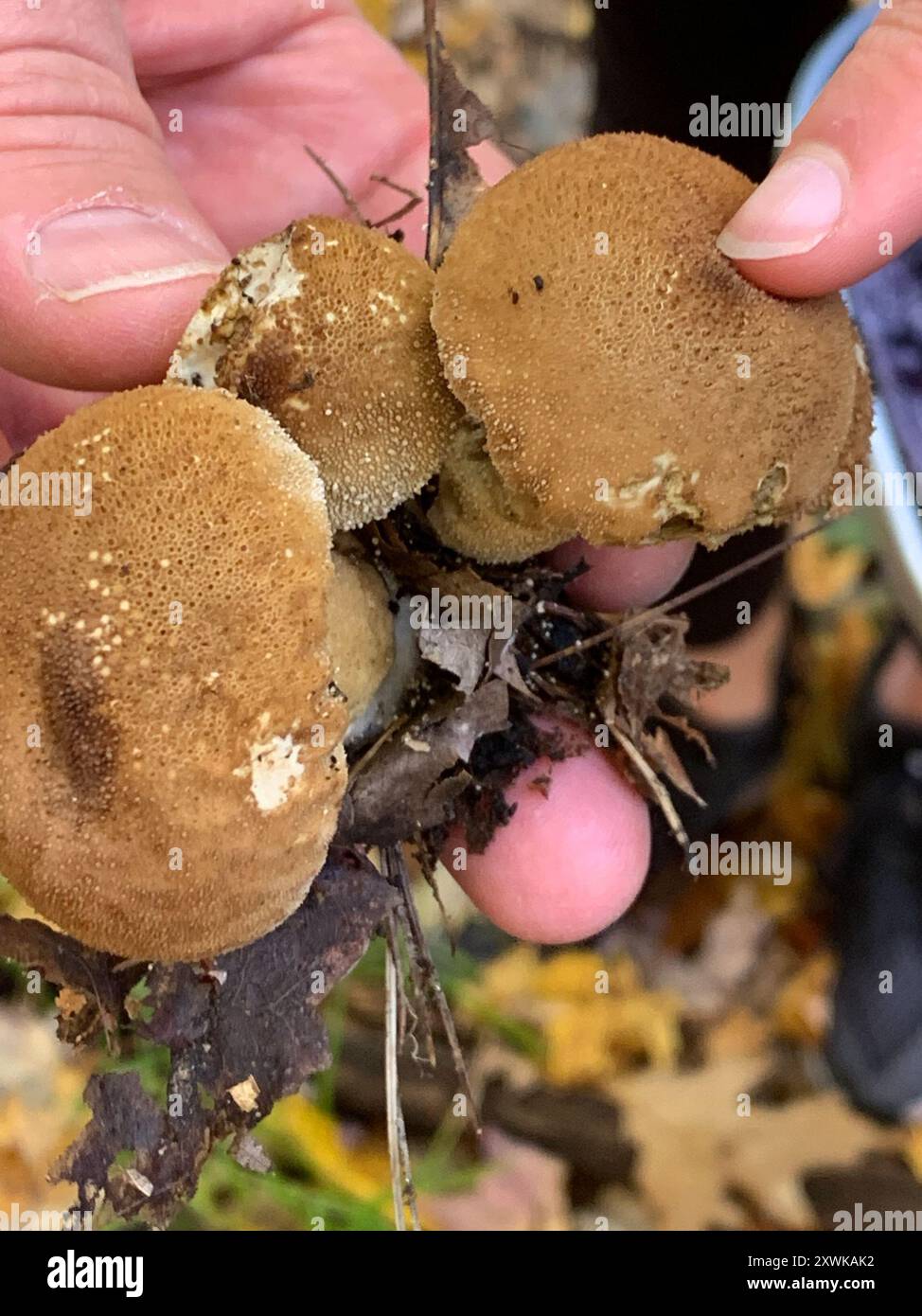 puffballs (Lycoperdaceae) Fungi Stock Photo - Alamy