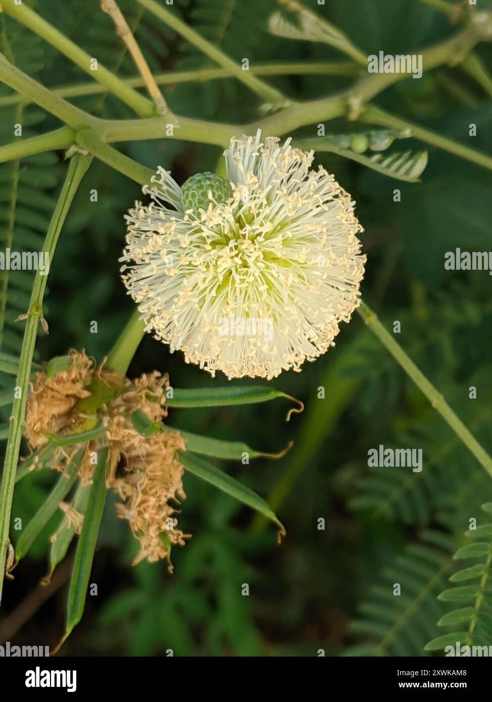 White leadtree (Leucaena leucocephala) Plantae Stock Photo - Alamy