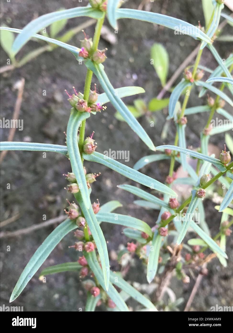 Scarlet Toothcup (Ammannia coccinea) Plantae Stock Photo - Alamy