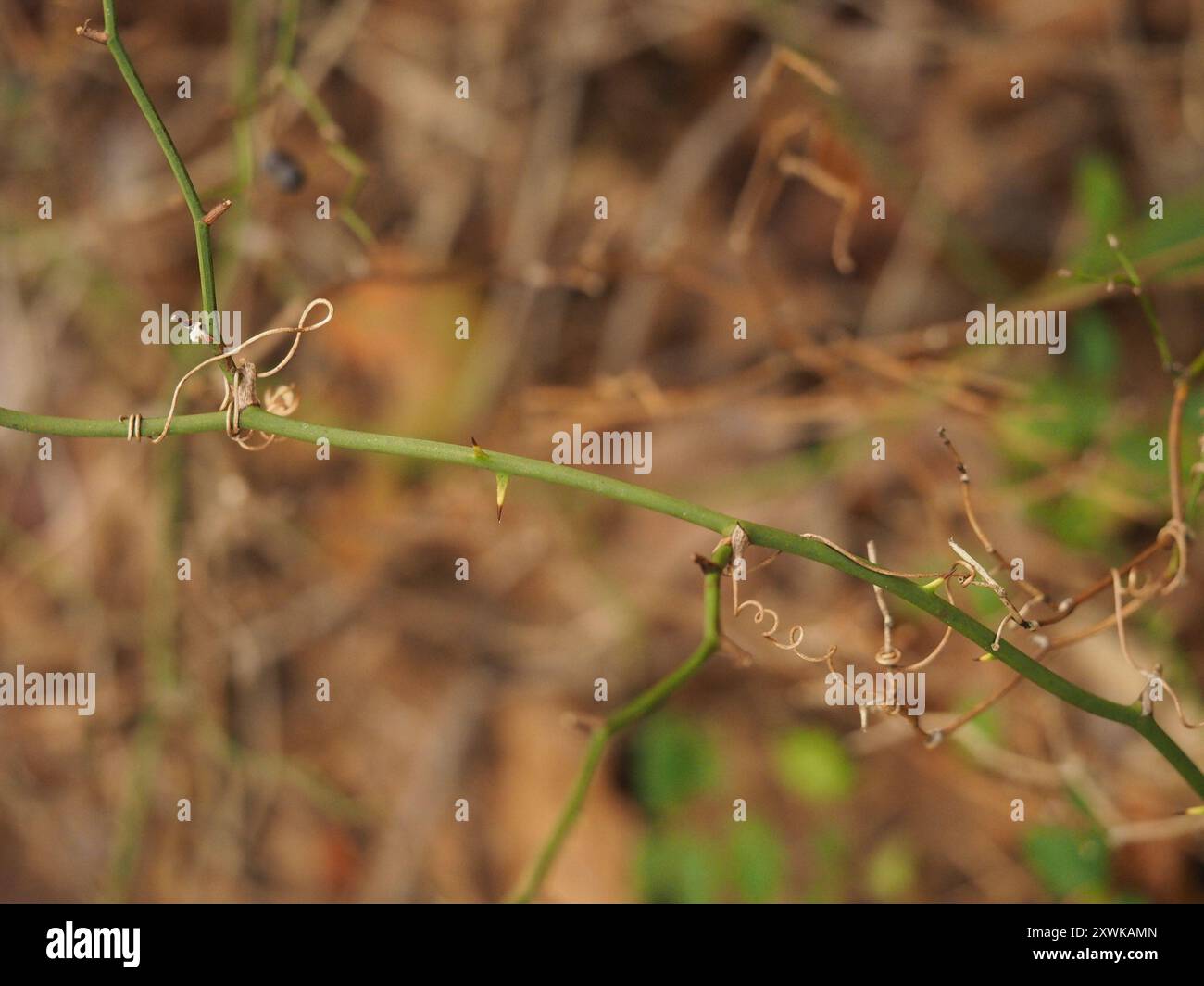 roundleaf greenbrier (Smilax rotundifolia) Plantae Stock Photo - Alamy