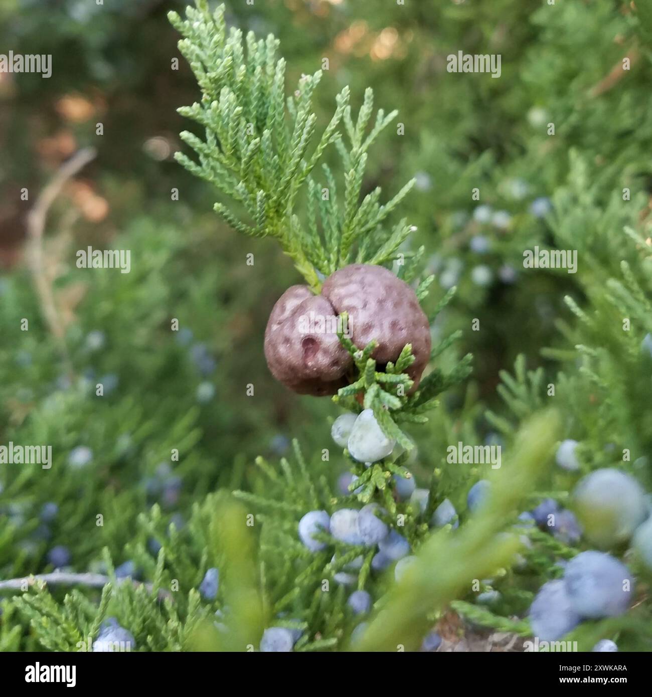 juniper-apple rust (Gymnosporangium juniperi-virginianae) Fungi Stock ...