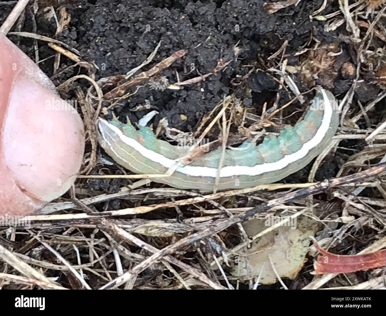 Owlet Moths and Allies (Noctuoidea) Insecta Stock Photo - Alamy