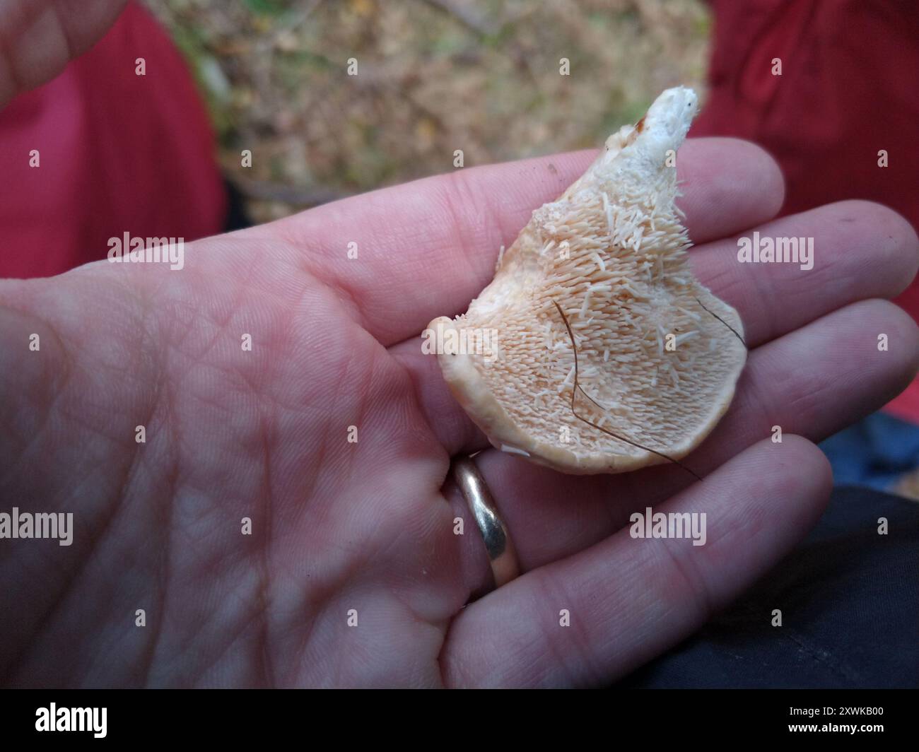 Wood Hedgehog (Hydnum repandum) Fungi Stock Photo - Alamy