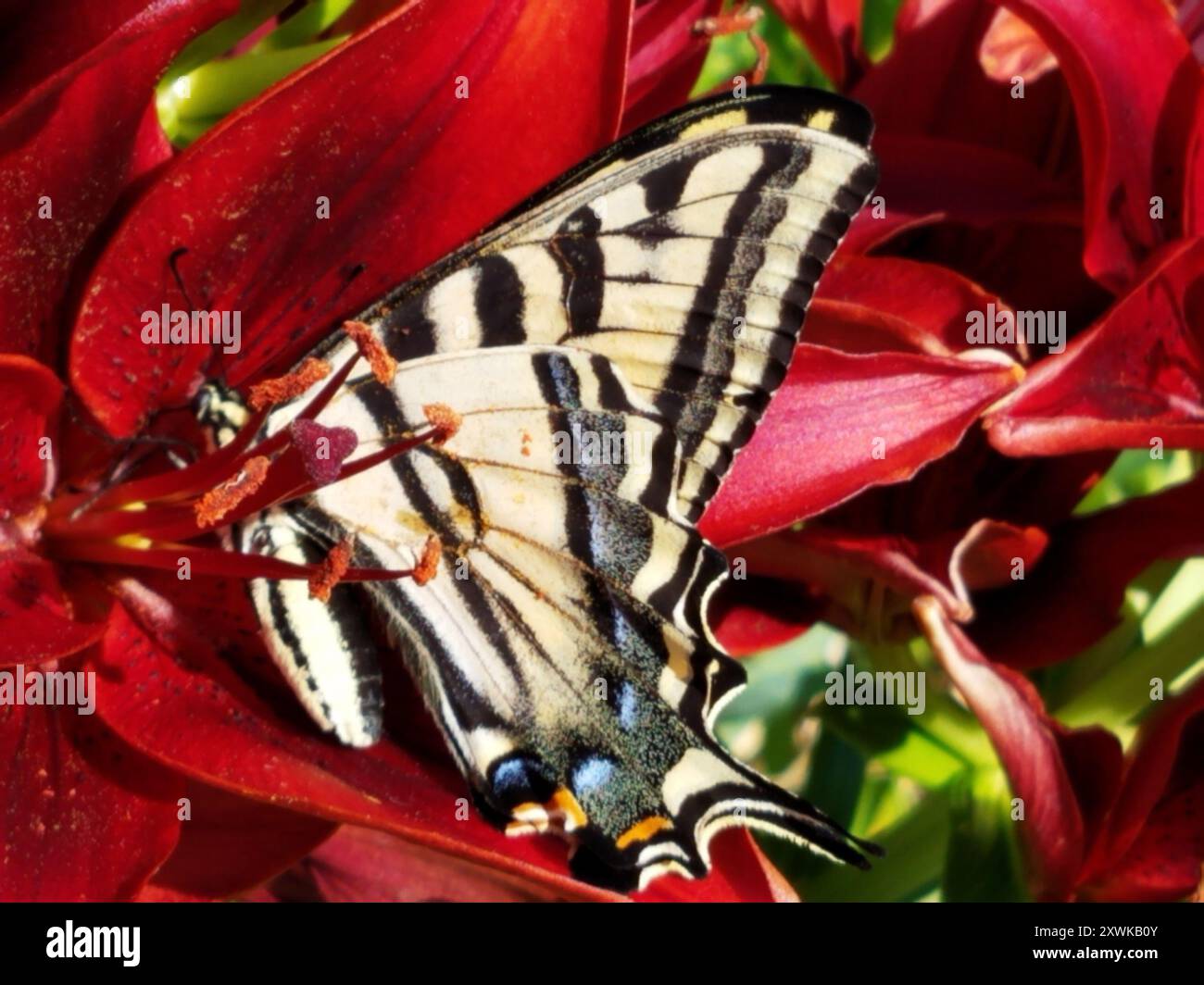 Western Tiger Swallowtail (Papilio rutulus) Insecta Stock Photo - Alamy
