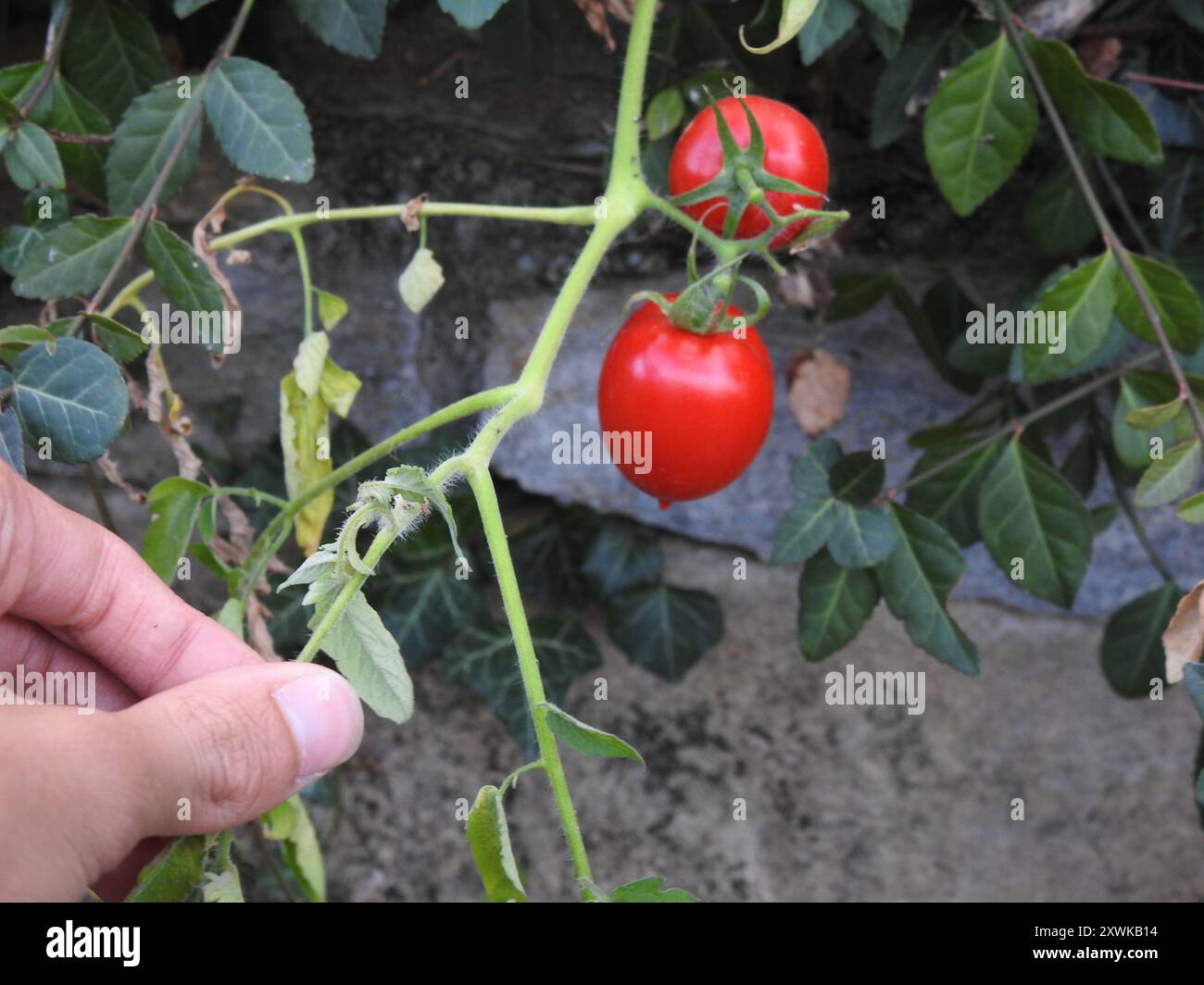 tomato (Solanum lycopersicum) Plantae Stock Photo - Alamy