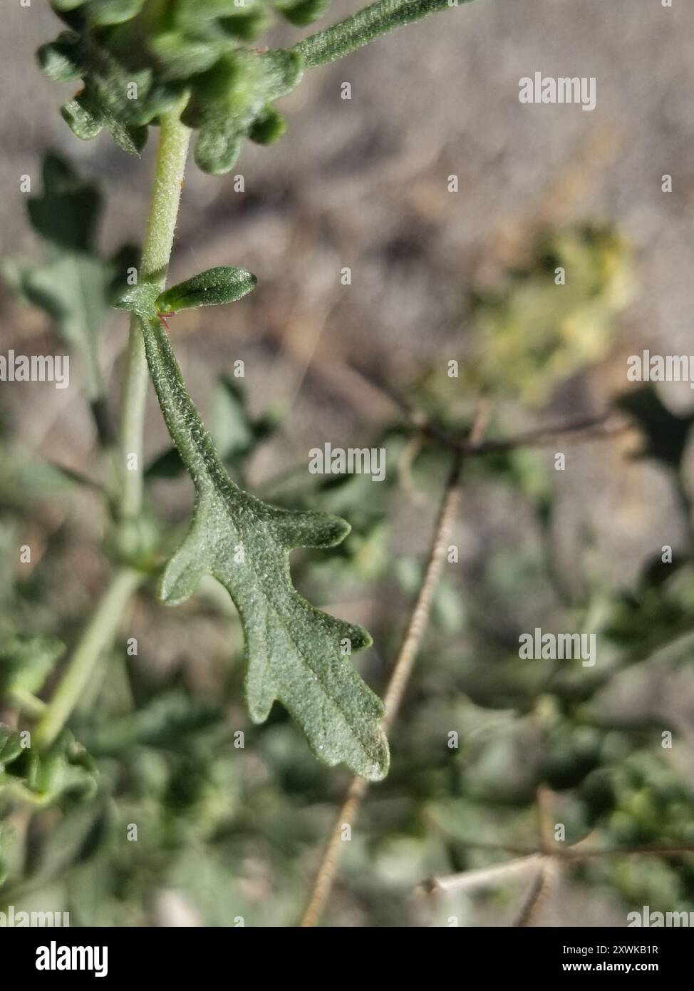 Flatspine Bursage (Ambrosia acanthicarpa) Plantae Stock Photo - Alamy