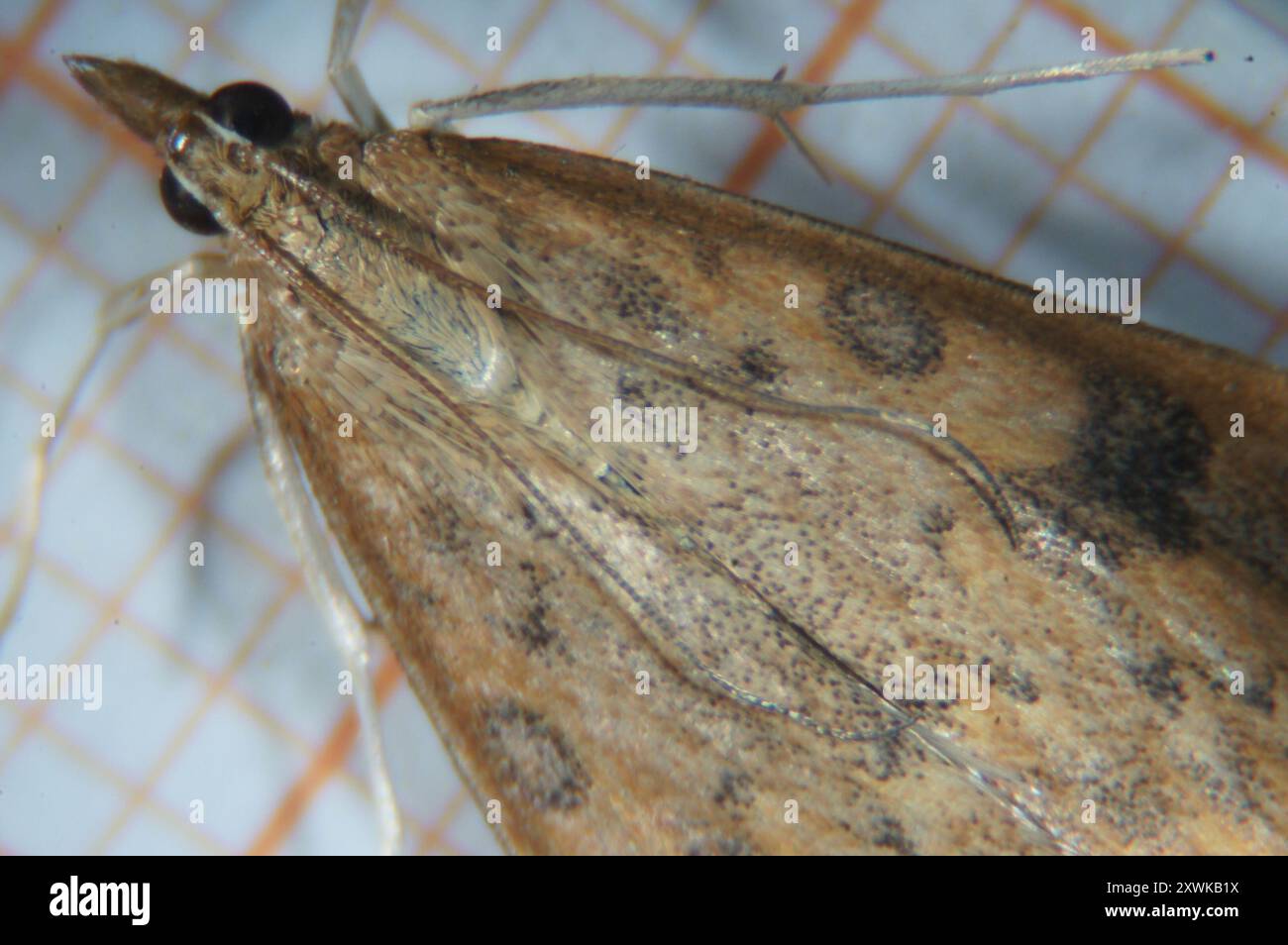 Rusty Dot Pearl (Udea ferrugalis) Insecta Stock Photo - Alamy