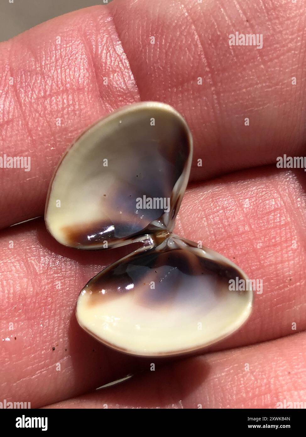 Tivela stultorum hi-res stock photography and images - Alamy