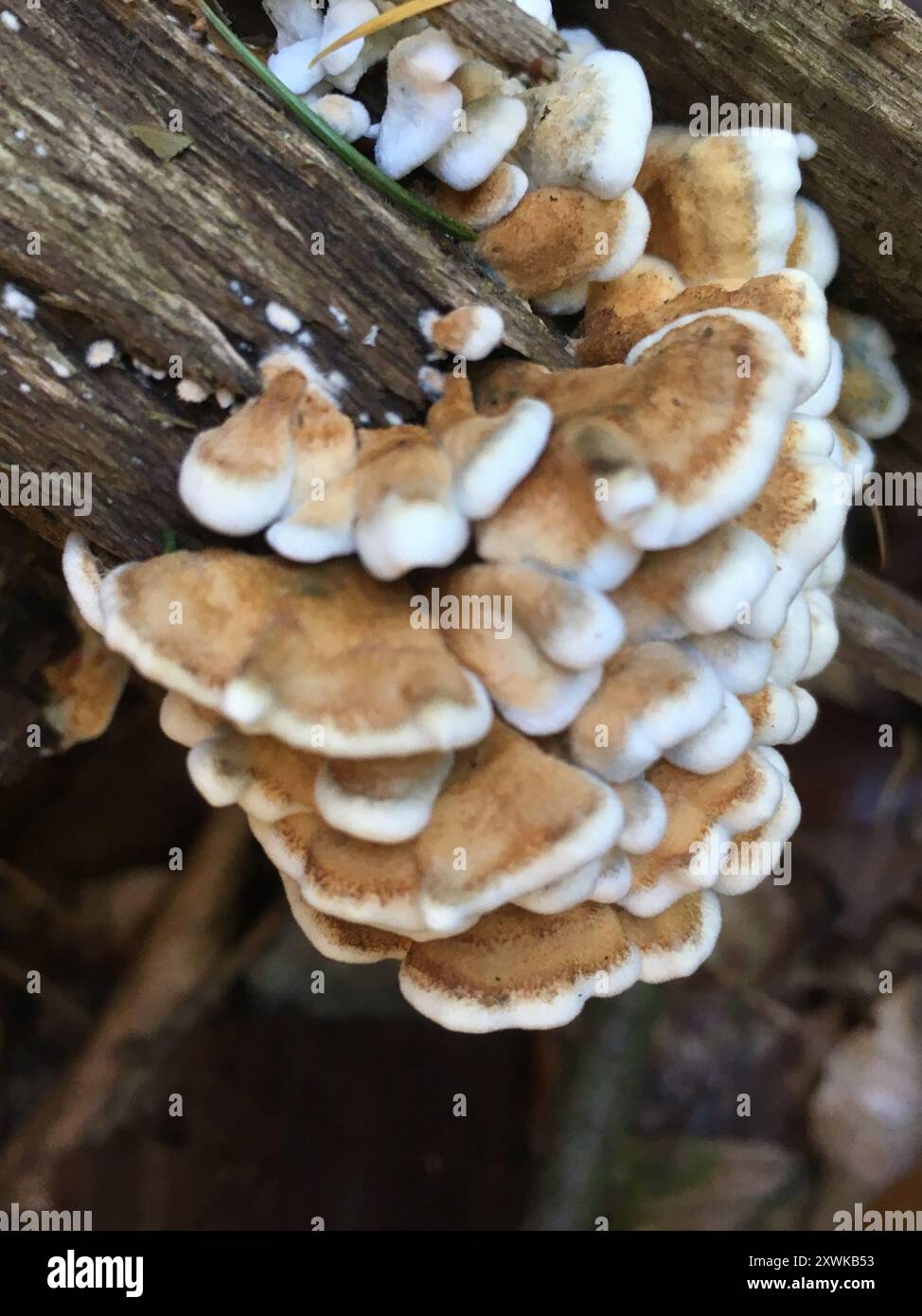 crimped gill (Plicaturopsis crispa) Fungi Stock Photo - Alamy