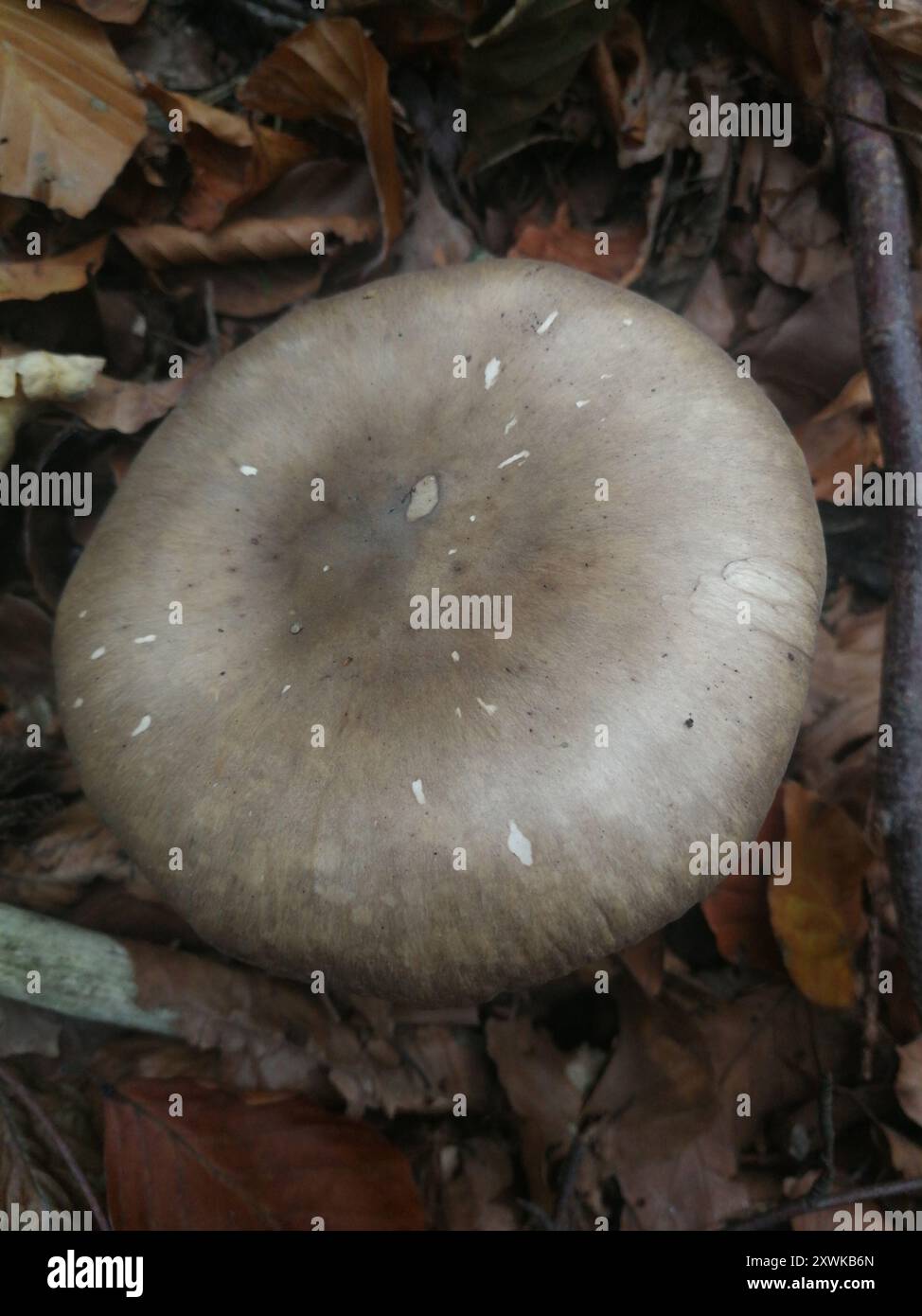 Cloudy Clitocybe (Clitocybe nebularis) Fungi Stock Photo - Alamy