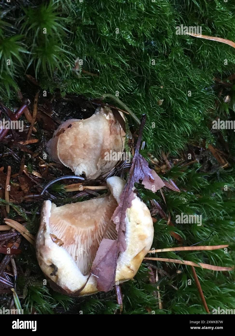 Brown Roll-Rim (Paxillus involutus) Fungi Stock Photo - Alamy