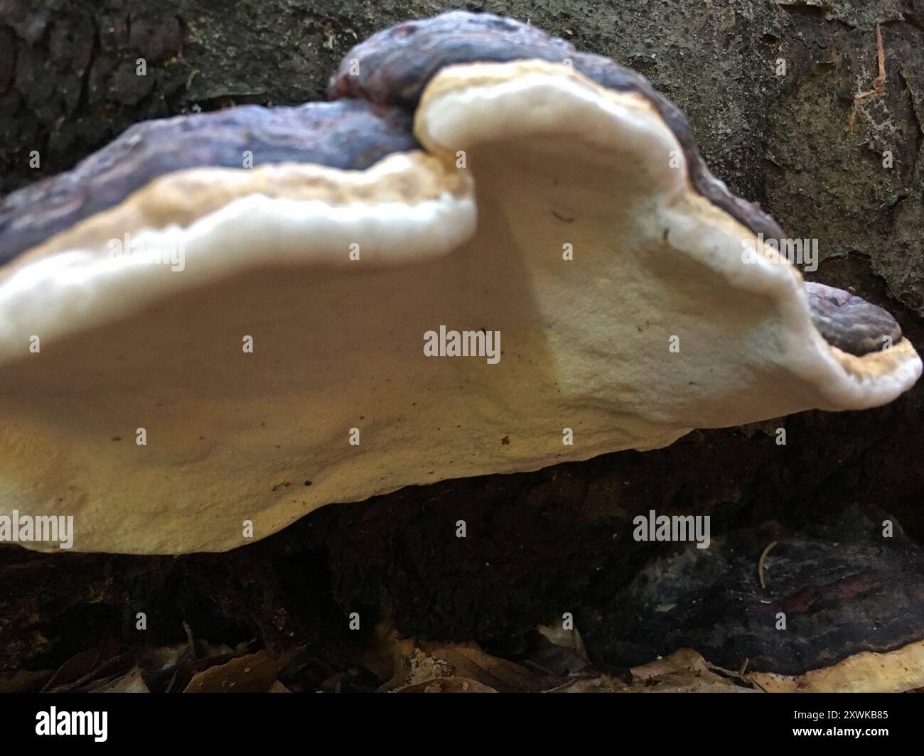 Red-banded Polypore (Fomitopsis pinicola) Fungi Stock Photo - Alamy