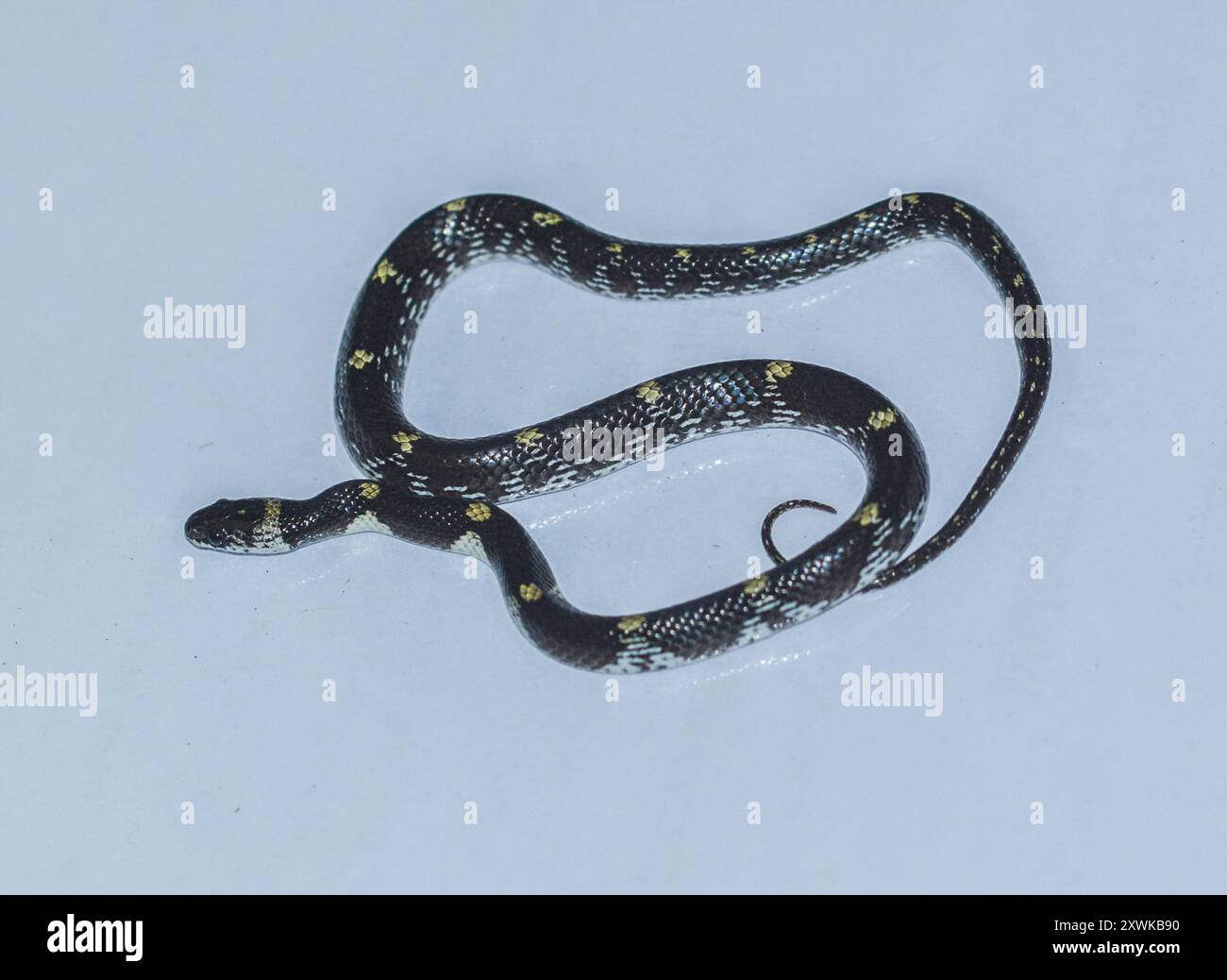 Barred wolf snake hi-res stock photography and images - Alamy