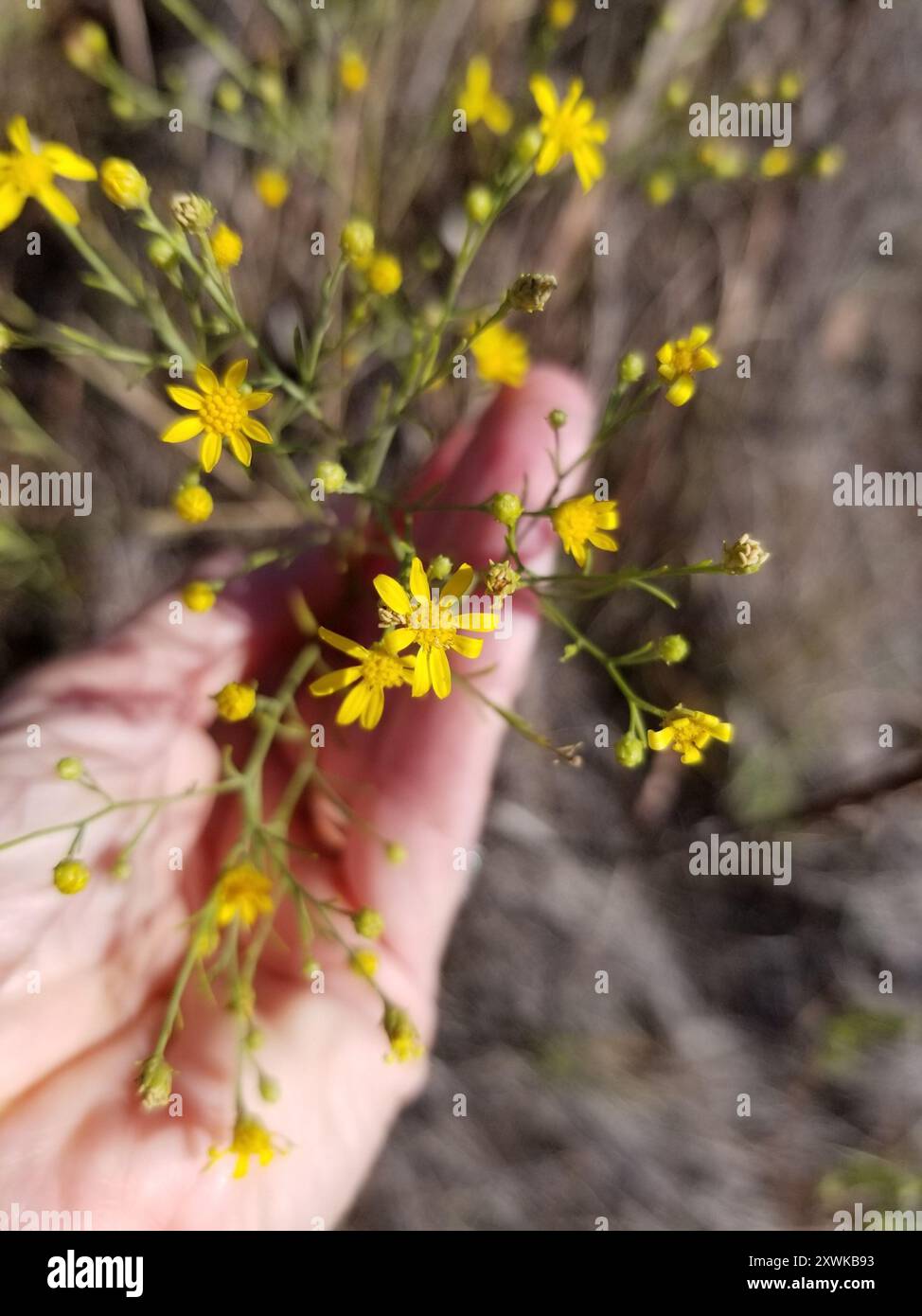 prairie broomweed (Amphiachyris dracunculoides) Plantae Stock Photo - Alamy