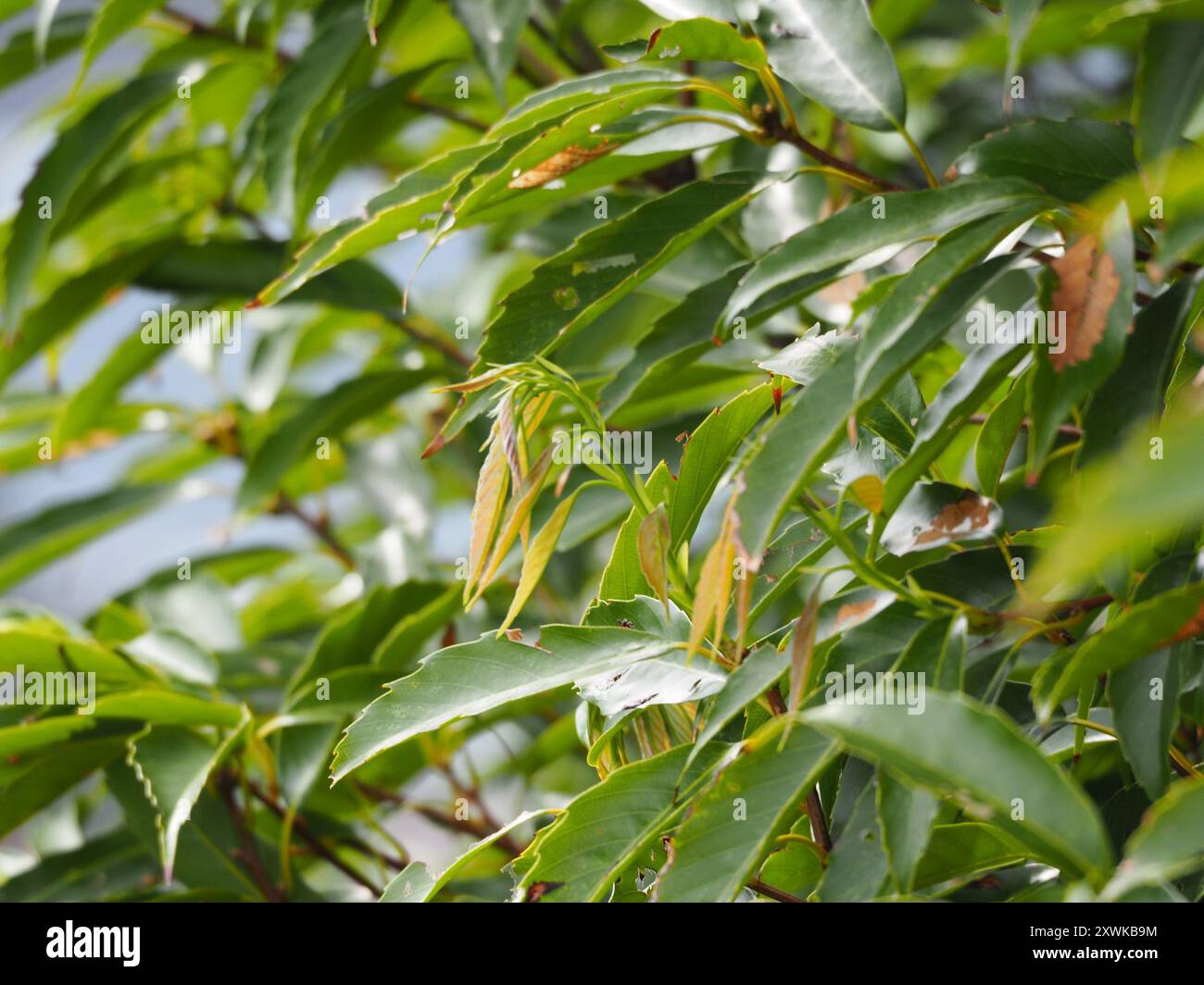 ring-cupped oak (Quercus glauca) Plantae Stock Photo - Alamy