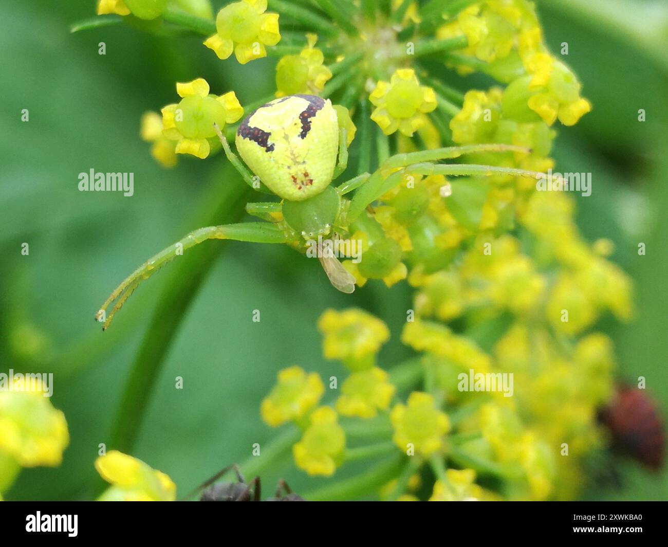 Triangle Crab Spider (Ebrechtella tricuspidata) Arachnida Stock Photo ...