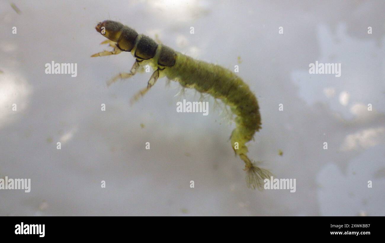 Net-spinning Caddisflies (Hydropsychidae) Insecta Stock Photo - Alamy