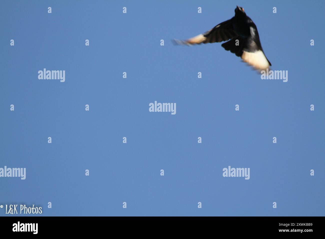 Pale-winged Starling (Onychognathus nabouroup) Aves Stock Photo - Alamy