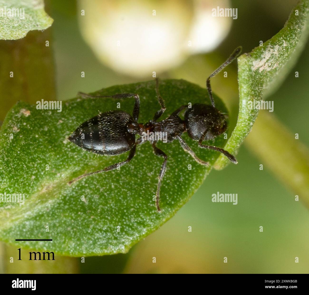 Acrobat Ants and Cocktail Ants (Crematogaster) Insecta Stock Photo - Alamy