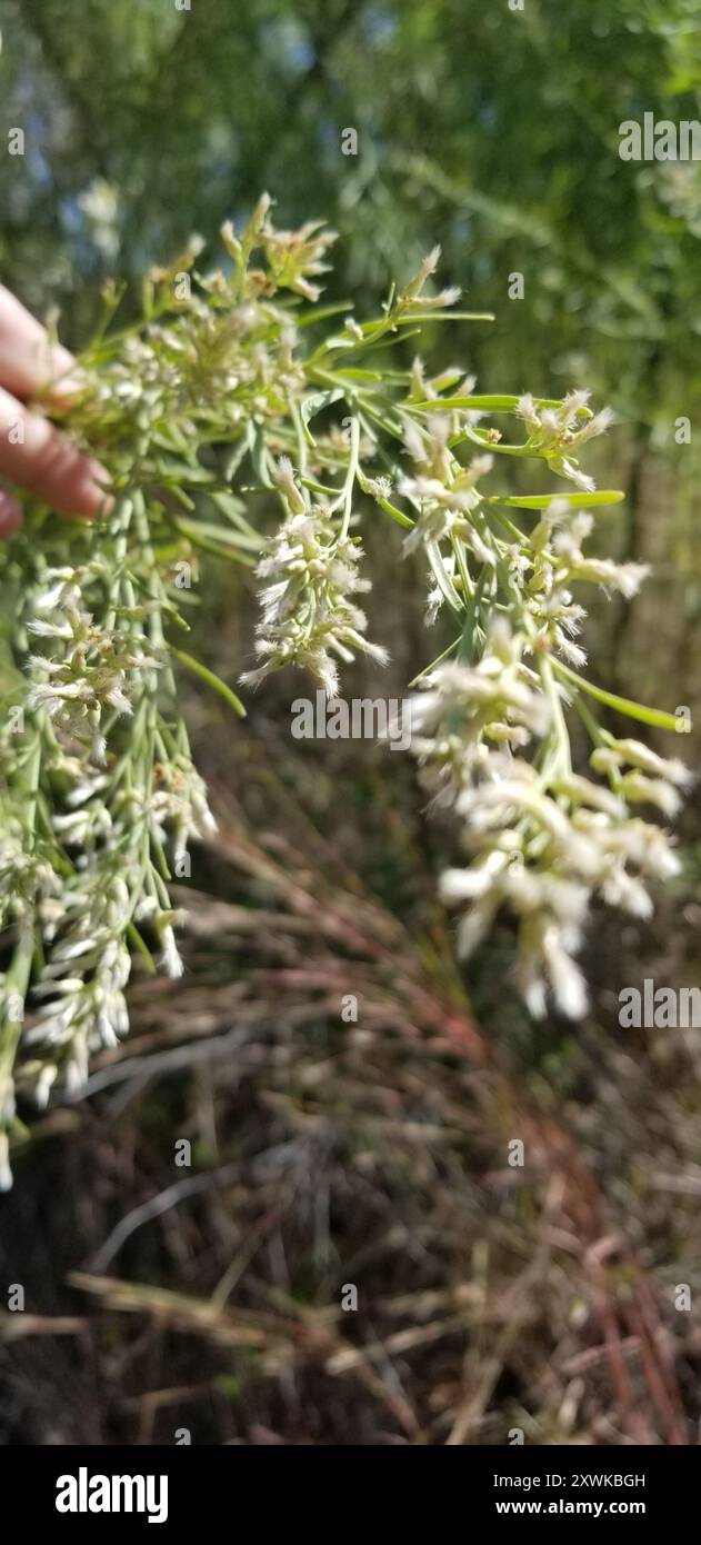 Poverty Weed (Baccharis neglecta) Plantae Stock Photo - Alamy