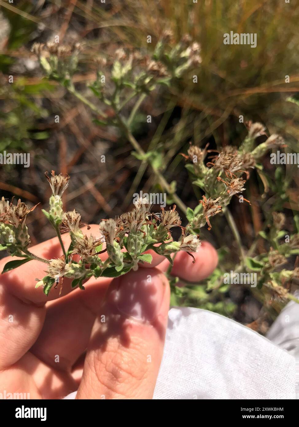 Dixie aster (Sericocarpus tortifolius) Plantae Stock Photo - Alamy