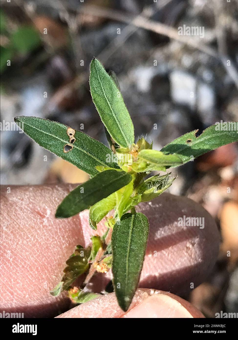 Slender Three-seeded Mercury (Acalypha gracilens) Plantae Stock Photo ...