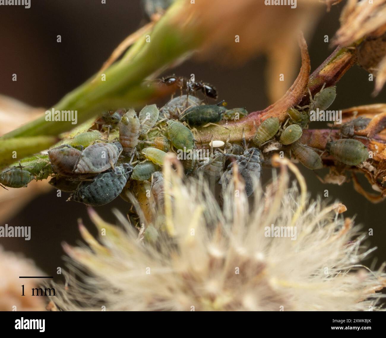 Aphis gossypii hi-res stock photography and images - Alamy
