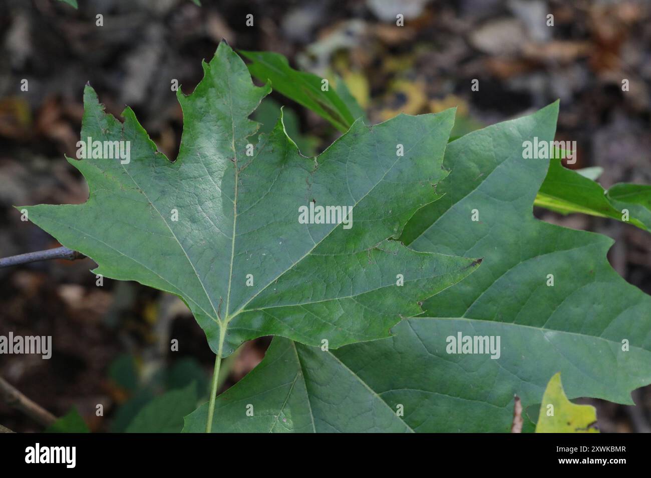 London Plane (Platanus × hispanica) Plantae Stock Photo - Alamy