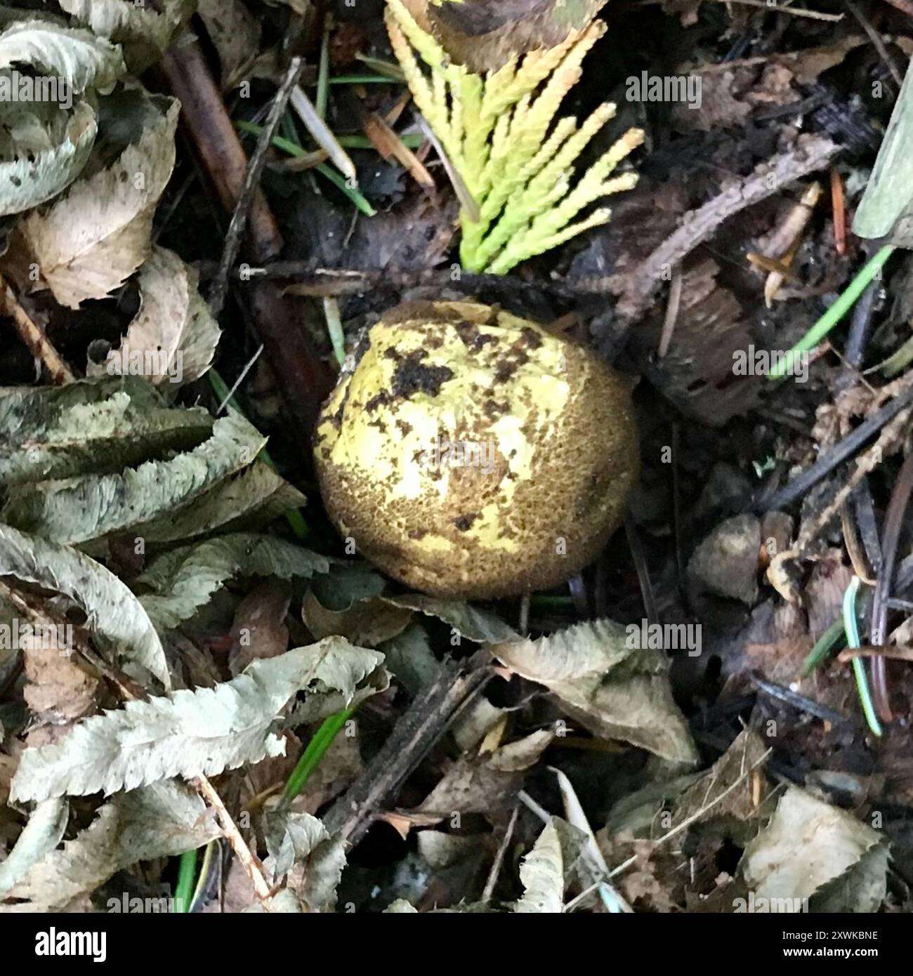puffballs (Lycoperdaceae) Fungi Stock Photo - Alamy
