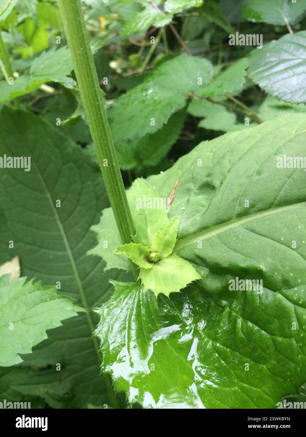 Cabbage Thistle (Cirsium oleraceum) Plantae Stock Photo - Alamy