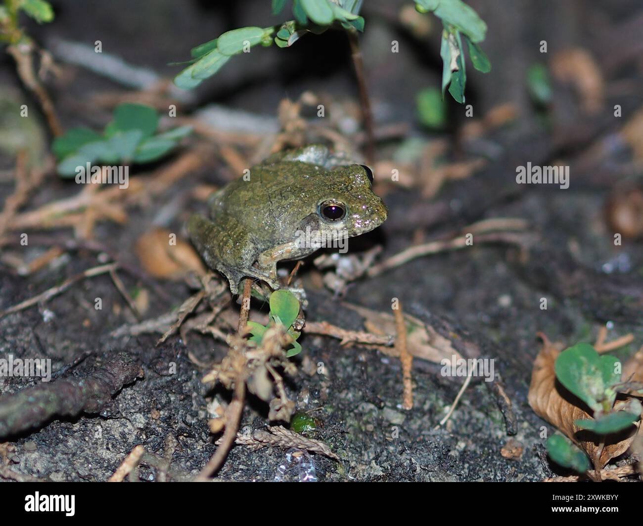 Yaeyama Kajika Frog (Buergeria choui) Amphibia Stock Photo - Alamy