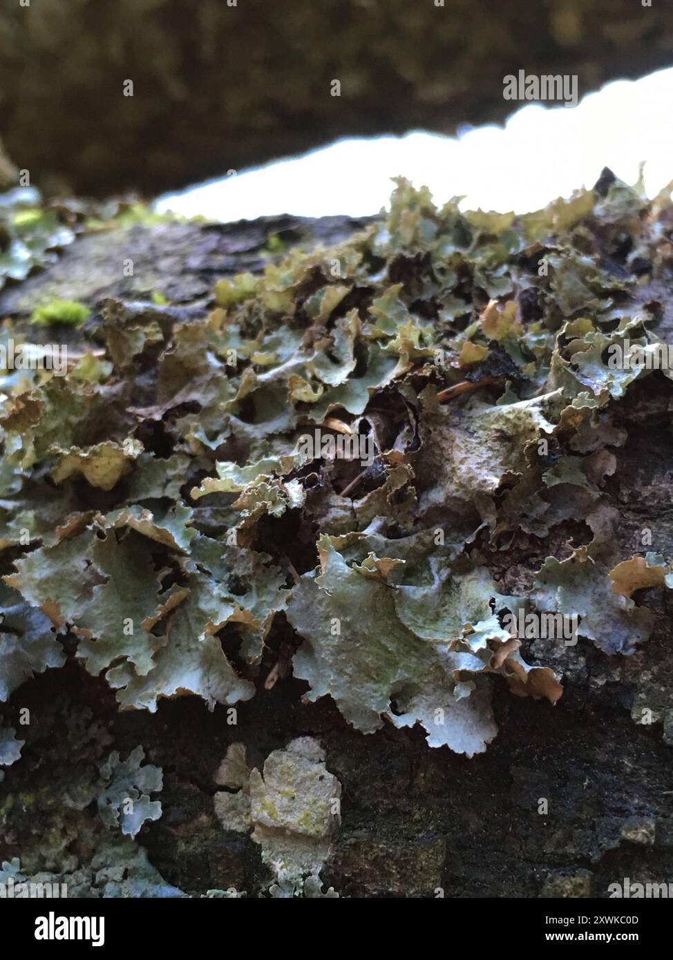 common lichens (Lecanoromycetes) Fungi Stock Photo - Alamy