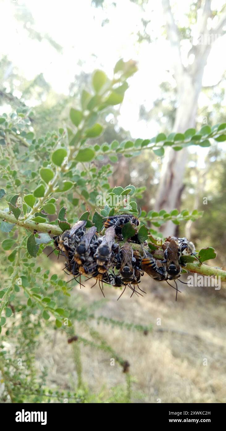 Nomia bee hi-res stock photography and images - Alamy