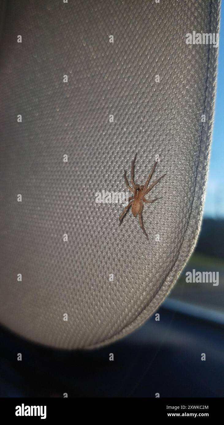 Ghost Spiders (Anyphaenidae) Arachnida Stock Photo - Alamy