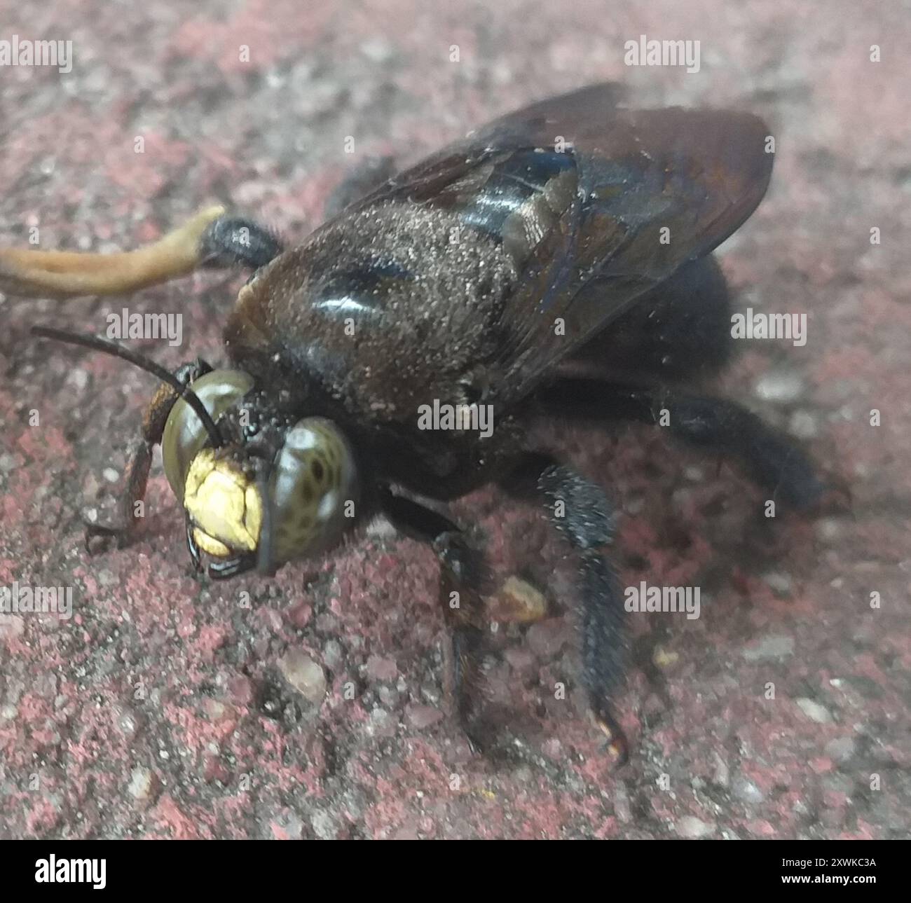 Guatemalan Carpenter (Xylocopa guatemalensis) Insecta Stock Photo - Alamy