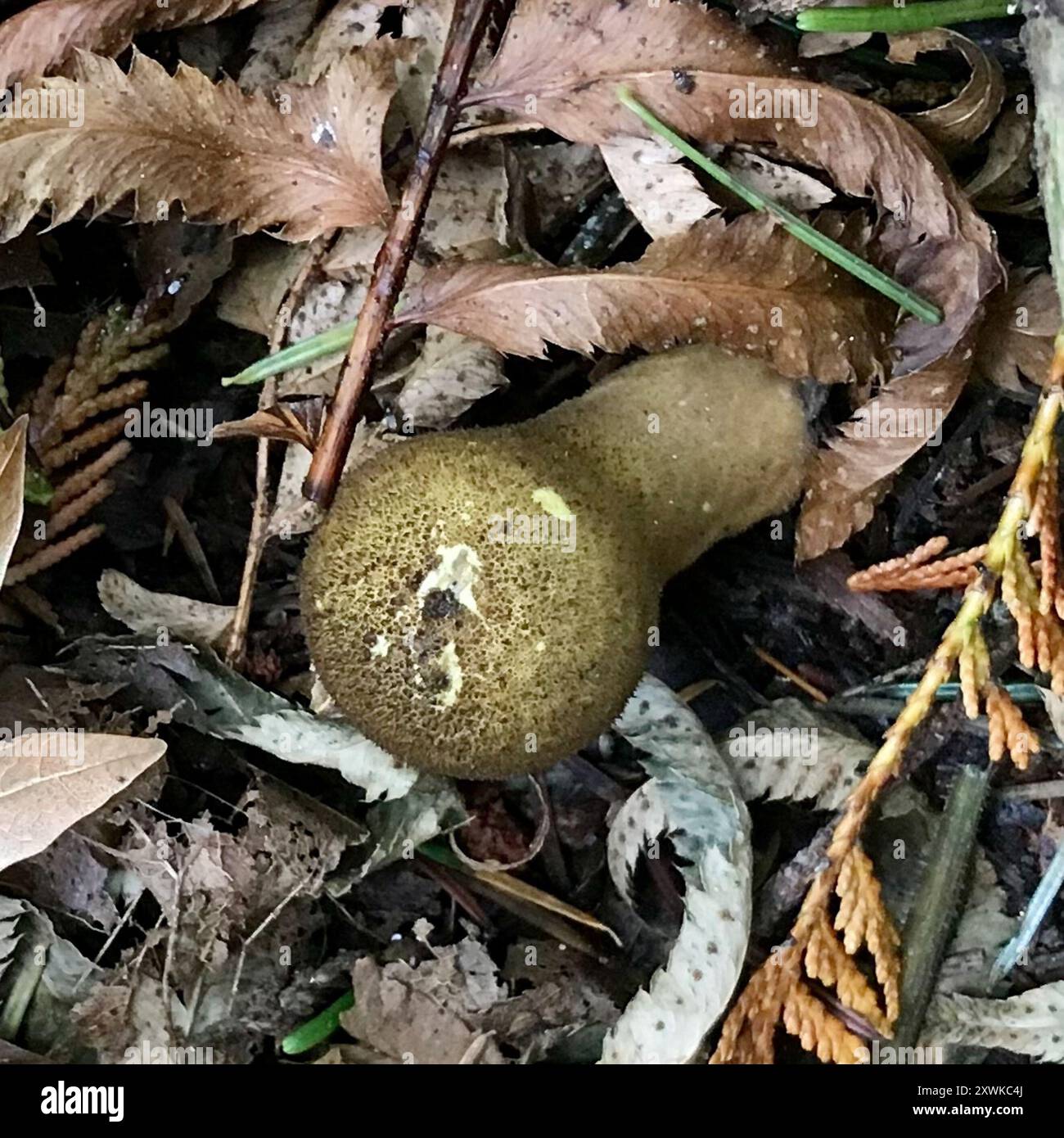 puffballs (Lycoperdaceae) Fungi Stock Photo - Alamy