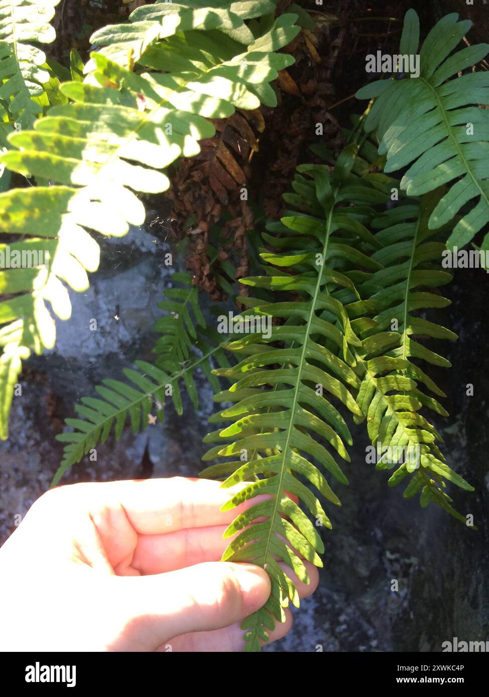 polypody ferns (Polypodium) Plantae Stock Photo - Alamy
