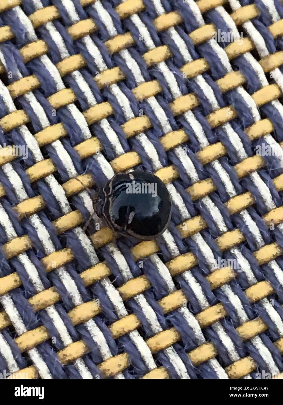 Black Stink Bug (Coptosoma xanthogramma) Insecta Stock Photo - Alamy