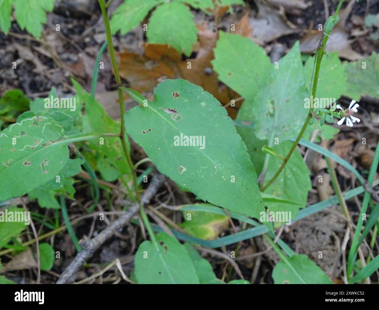 Arrow-leaved Aster (Symphyotrichum urophyllum) Plantae Stock Photo - Alamy