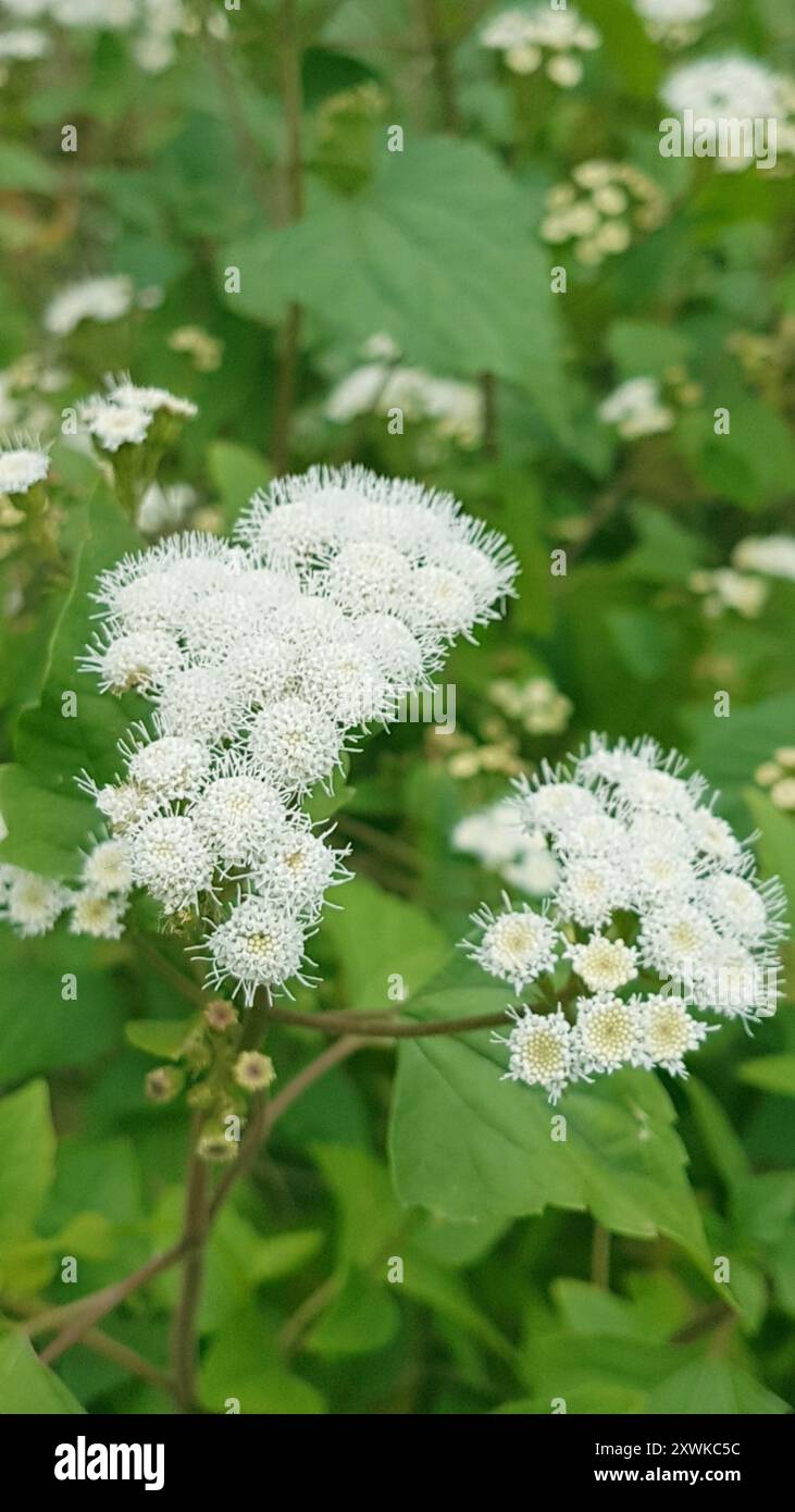 Crofton Weed (Ageratina adenophora) Plantae Stock Photo - Alamy