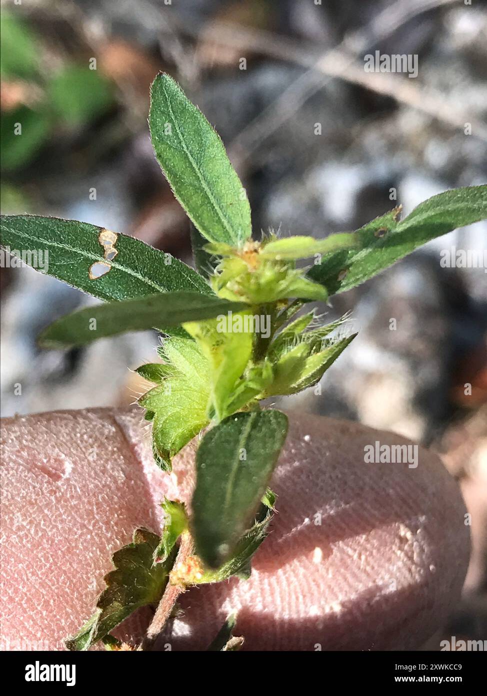Slender Three-seeded Mercury (Acalypha gracilens) Plantae Stock Photo ...