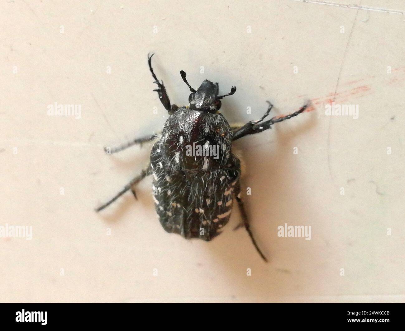 Mediterranean Spotted Chafer (Oxythyrea funesta) Insecta Stock Photo ...