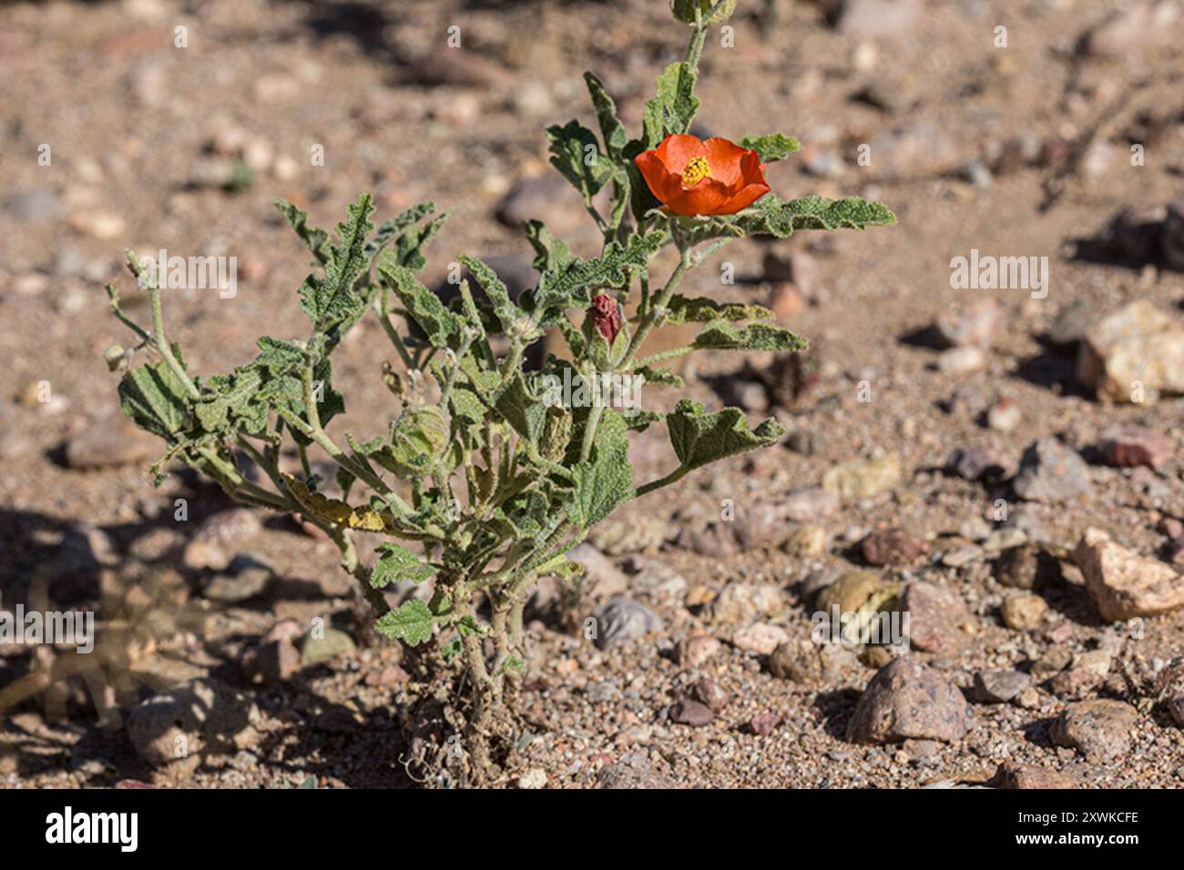 spear globemallow (Sphaeralcea hastulata) Plantae Stock Photo - Alamy