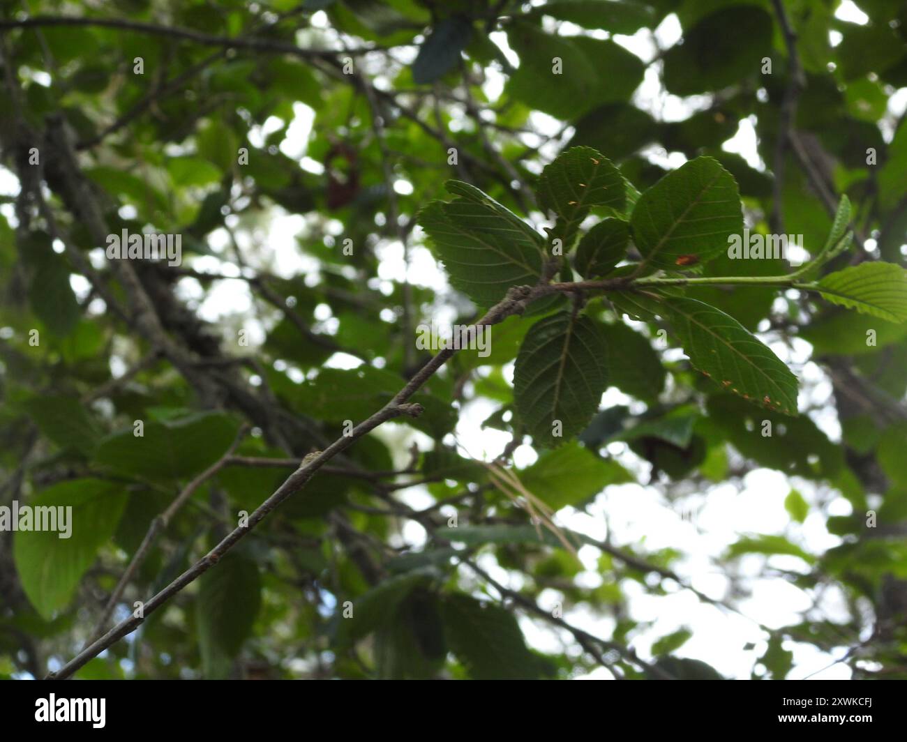 Mexican alder hi-res stock photography and images - Alamy