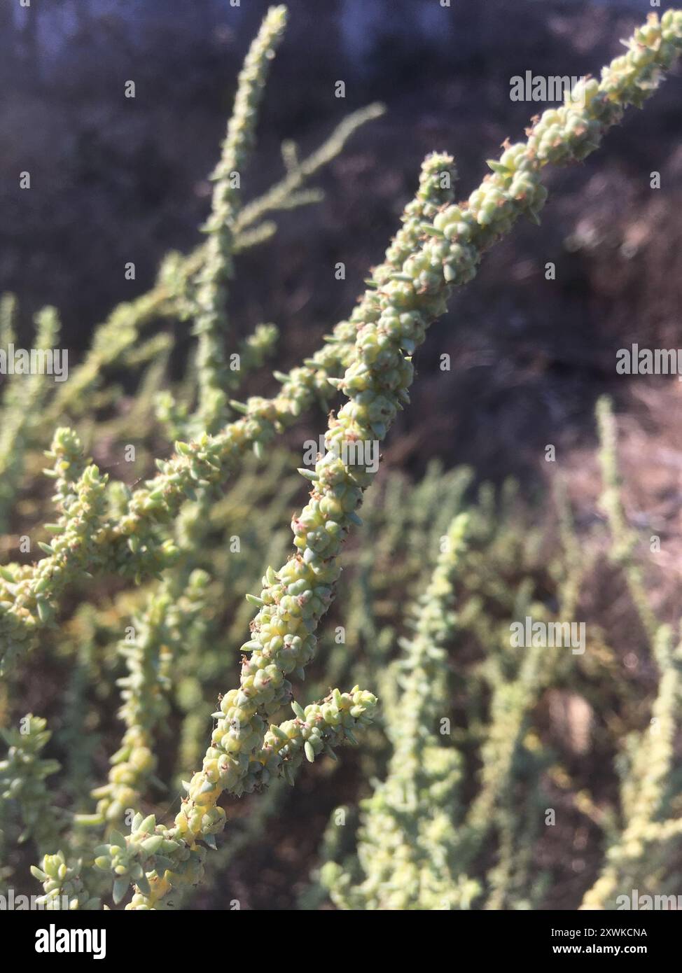Woolly Seablite (Suaeda taxifolia) Plantae Stock Photo - Alamy